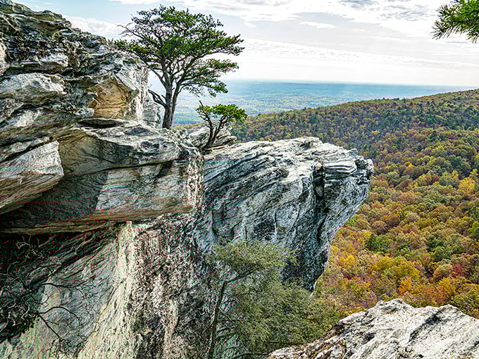 Nature's balancing act! This lone tree at Hanging Rock seems to defy gravity, clinging to the cliff edge like it's auditioning for "America's Got Talent."