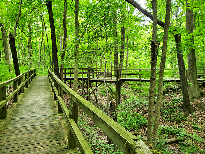 Wooden boardwalks at Potato Creek wind through emerald forests like nature's welcome mat. A peaceful stroll awaits!