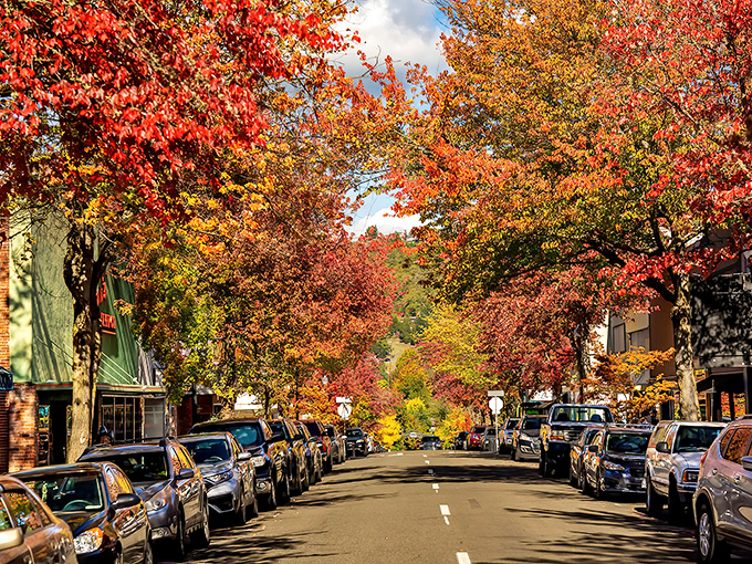 Fall in Roseburg paints the streets with nature's most vibrant palette. These tree-lined avenues become a masterpiece of reds and oranges each autumn.