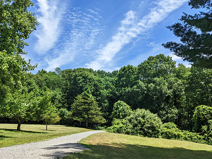 Nature's perfect canvas: sunlight streaming through trees onto a winding gravel path, inviting you to discover what lies beyond the next bend.