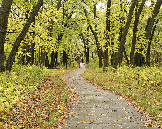 A golden tunnel of autumn leaves invites you down a path where nature whispers secrets only the patient can hear.