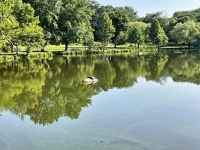 Reflections dance on the pond at Bellevue, where trees and sky mirror themselves in perfect harmony. Even the lone duck seems to be enjoying the view!