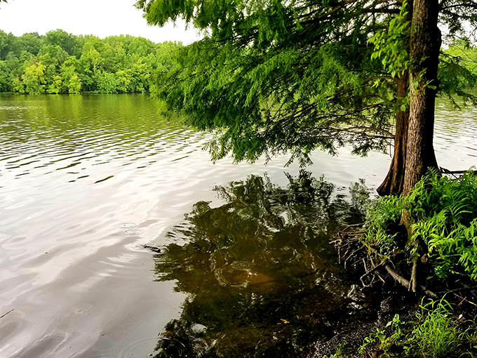 Cypress trees dip their knees into the glassy water, creating nature's version of a meditation app&mdash;no subscription required!