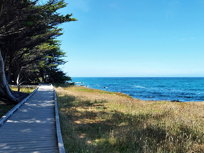 Where windswept cypress trees meet endless blue horizon, this peaceful pathway whispers promises of seals and solitude.