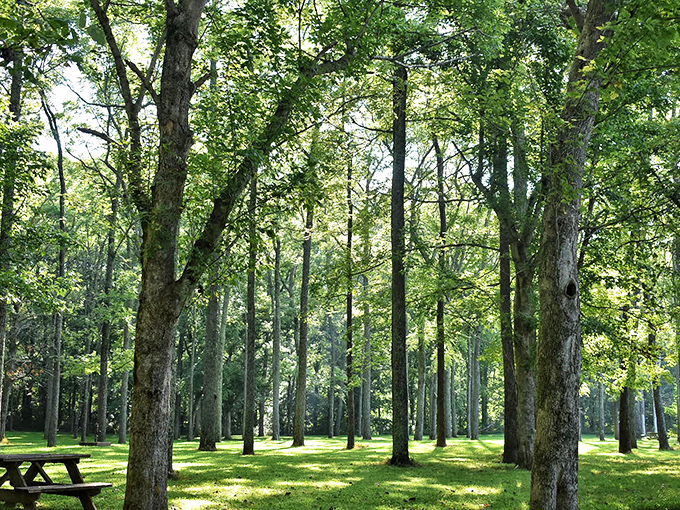 These towering trees have been standing guard longer than most of us have been alive.