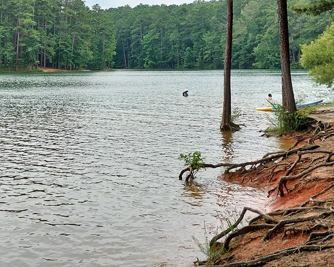 Pine sentinels stand guard at Red Top's shoreline. A kayaker enjoys the peaceful waters of this Acworth treasure.