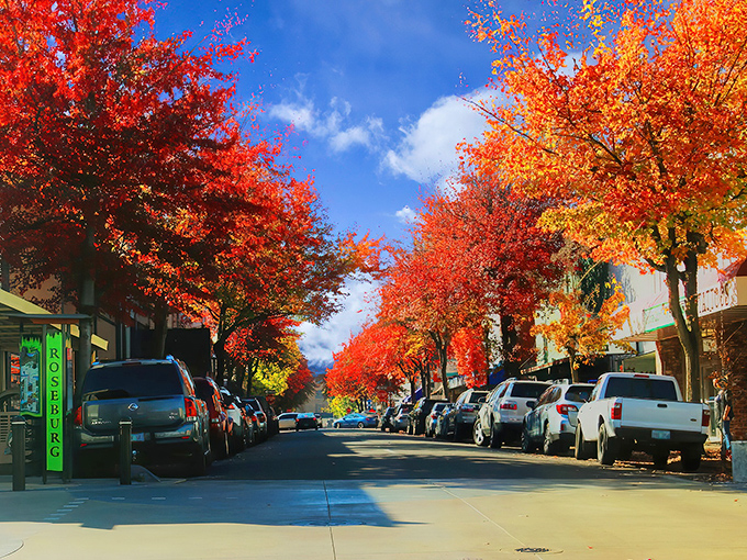 Mother Nature's annual art show transforms Roseburg's downtown into a postcard-perfect scene. The kind of beauty that makes running errands feel like a scenic tour.
