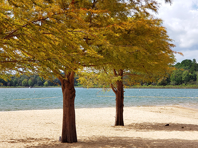 Golden cypress trees guard the shoreline like nature's sentinels, their autumn colors doubling in the mirror-like water.