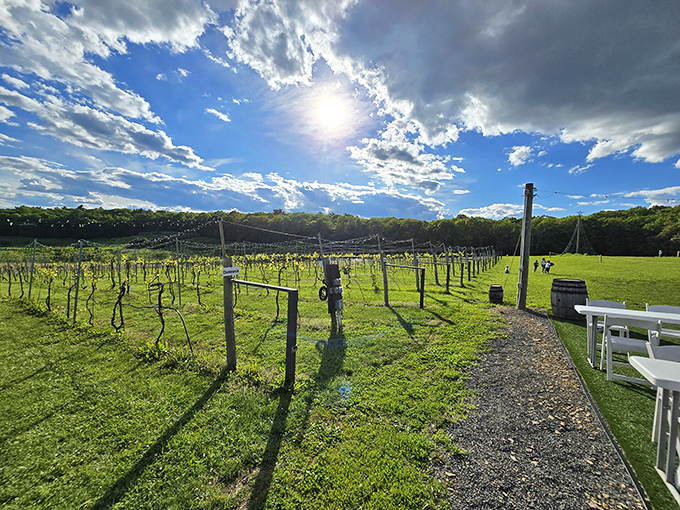 Mother Nature showing off her perfect backdrop for wine tasting&mdash;rows of young vines stretching toward the horizon under a dramatic Pennsylvania sky.