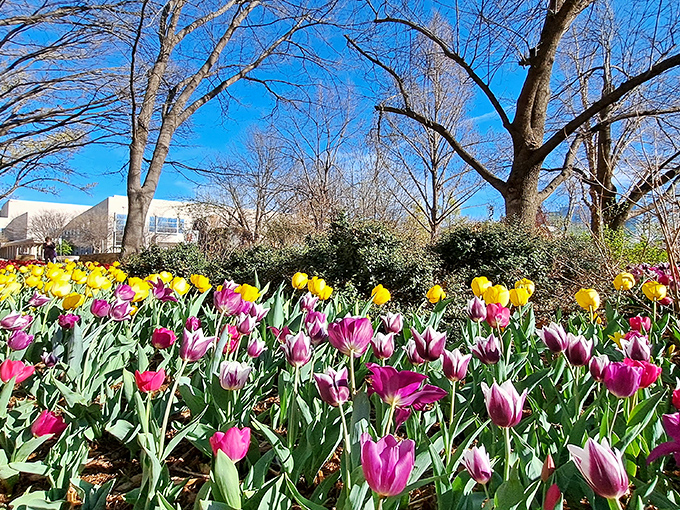 Spring announces itself with a riot of tulips standing at attention. These floral soldiers guard the gardens with vibrant purple and yellow regalia.