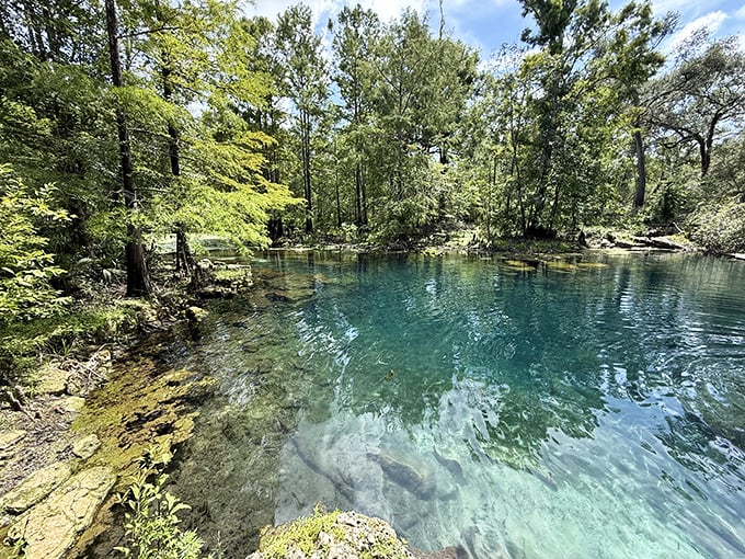 The forest parts to reveal this liquid jewel. Peacock Springs' clarity makes you wonder if water can actually be too perfect.