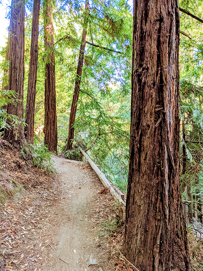 Towering redwoods create nature's cathedral along the trails, where dappled sunlight plays hide-and-seek through the canopy.