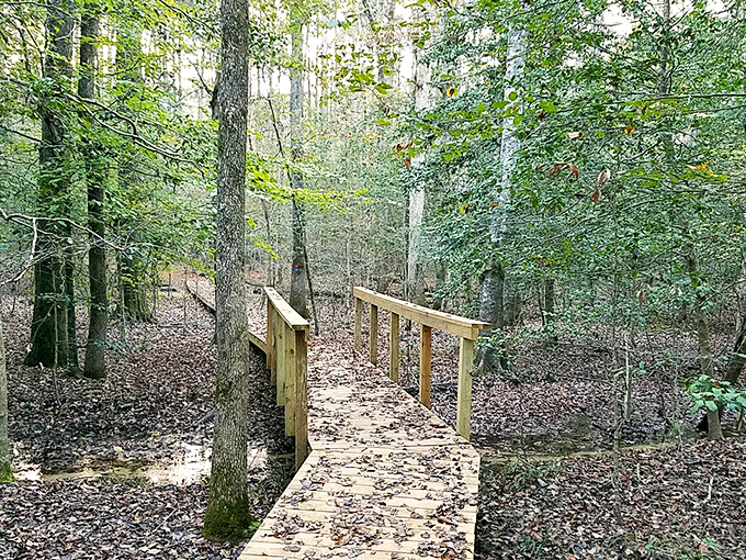 This isn't just a boardwalk; it's an invitation to adventure, guiding you through a forest where whispers of wildlife replace the ping of your phone notifications.