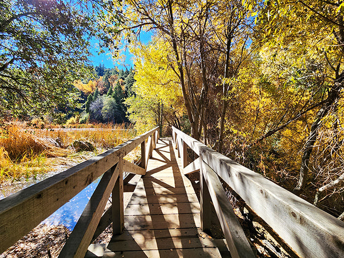 Nature's golden corridor beckons with a wooden pathway that practically whispers, "Follow me to something magical." Fall colors frame this journey perfectly.