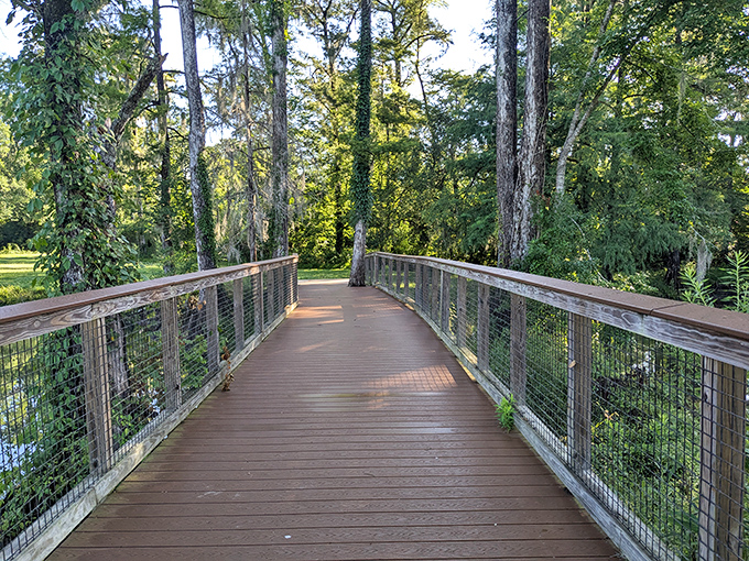 A boardwalk to serenity: Sunlight filters through the canopy as this elevated wooden path leads visitors deeper into Florida's surprising woodland landscape.