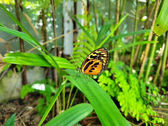 This tiger-striped butterfly didn't get the memo about staying still for photos. Nature's runway model caught mid-strut on a catwalk of green.