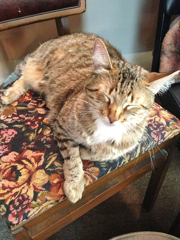 Store cats take their supervisory roles seriously, offering purrs of approval for your thrifting choices.