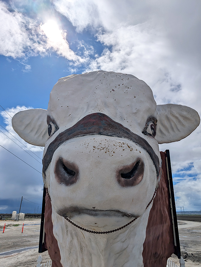 Those soulful eyes have seen countless California road trips unfold. Up close, Otis has the contemplative expression of a bovine philosopher.