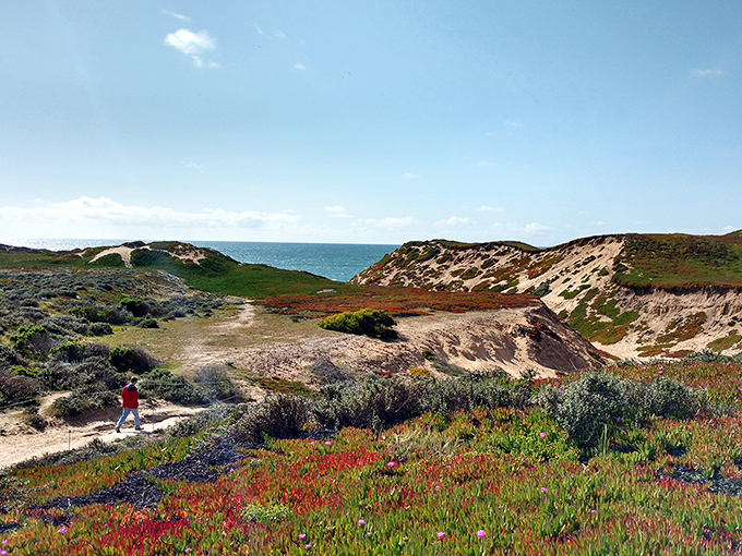 Nature's own wildflower show steals the spotlight each spring. The vibrant ice plant creates a red carpet worthy of Hollywood, but accessible to all.
