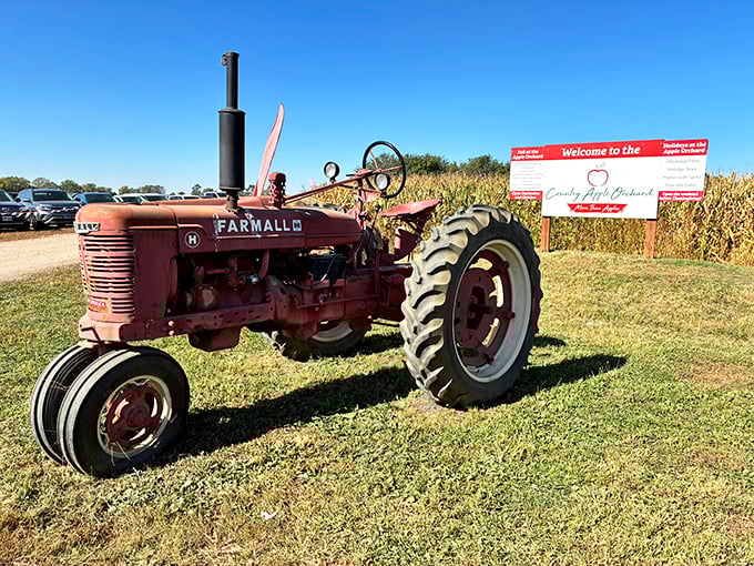 This vintage Farmall tractor stands sentinel at Country Apple Orchard, a living museum piece that reminds visitors of Harrisburg's agricultural roots while apple-scented memories are made nearby.