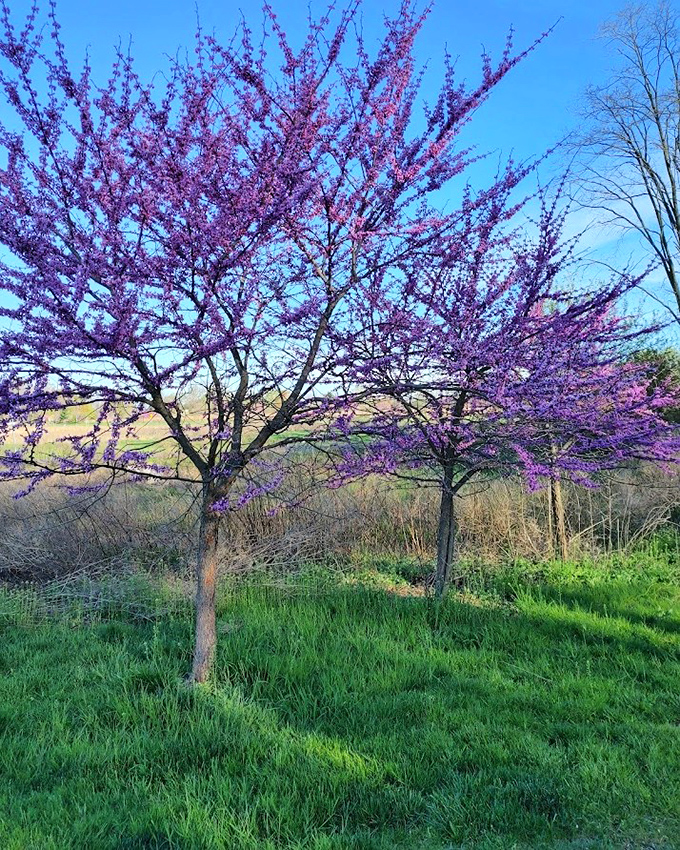 These redbud trees don't just bloom&mdash;they explode with color against the blue sky, creating a purple haze Jimi Hendrix would have written songs about.