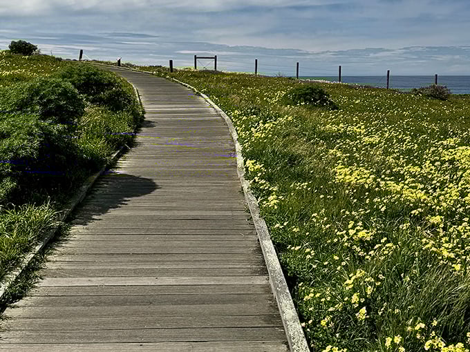 Nature's yellow brick road, minus the Wicked Witch. This boardwalk through wildflowers offers ocean views that make smartphone cameras weep with joy.