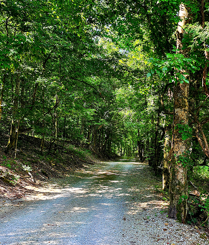 Nature's cathedral &ndash; sunlight filters through a canopy of leaves, creating a dappled pathway that practically begs for a leisurely stroll.