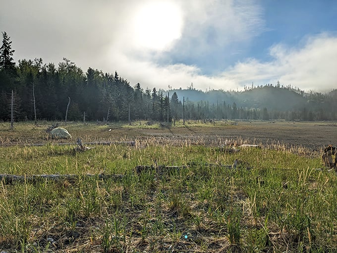 Morning mist playing hide-and-seek with the sun, creating that magical moment when Alaska whispers, "You're not in Kansas anymore."