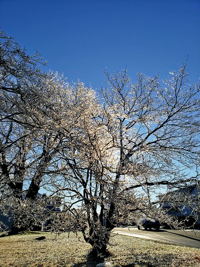 Spring announces itself with a flourish of white blossoms against the blue Connecticut sky. Nature's fireworks display happens in slow motion here.