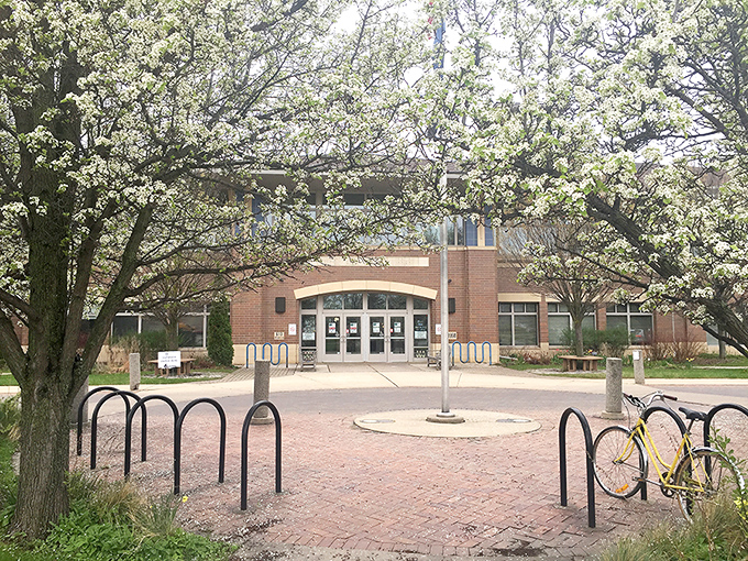 Spring's grand performance at the library: cherry blossoms frame brick architecture while a lone bicycle waits patiently for its owner to finish "just one more chapter."