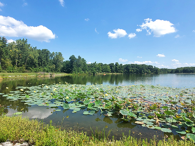 Nature's own Monet painting comes to life as lily pads create a floating mosaic across the glassy surface, proving Indiana has its own water gardens.