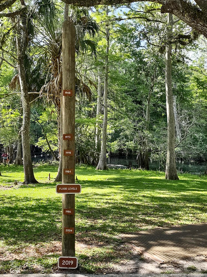Nature's historical record keeper &ndash; this flood marker tree tells tales of rising waters while standing sentinel over the park's lush landscape.