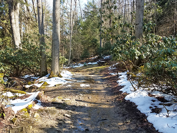 Winter's last stand along this forest trail. Half snow, half earth &ndash; like nature's version of a marble-swirl ice cream cone.