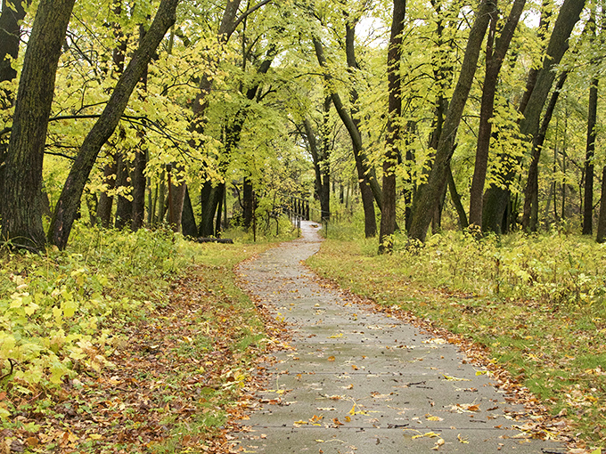 Autumn's golden touch transforms this woodland path into a scene straight out of a Tolkien novel, minus the orcs and with better cell reception.