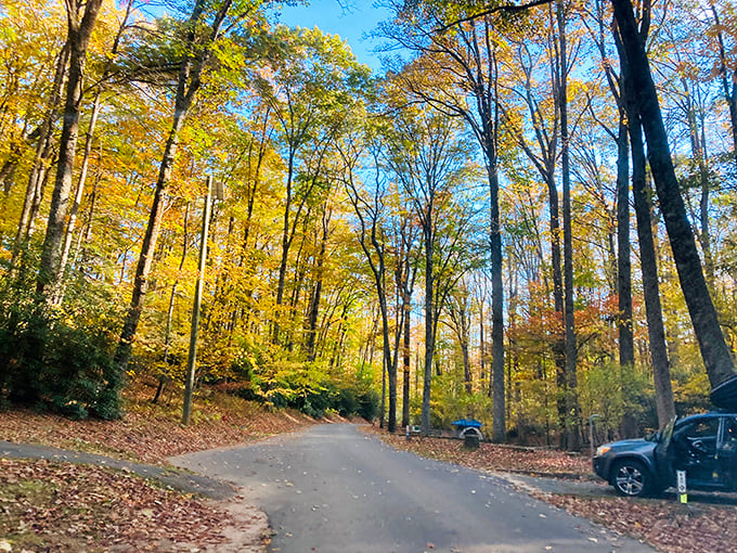 Fall's golden runway welcomes visitors to Raven Rock. This leaf-strewn path is nature's red carpet to one of North Carolina's most spectacular views.