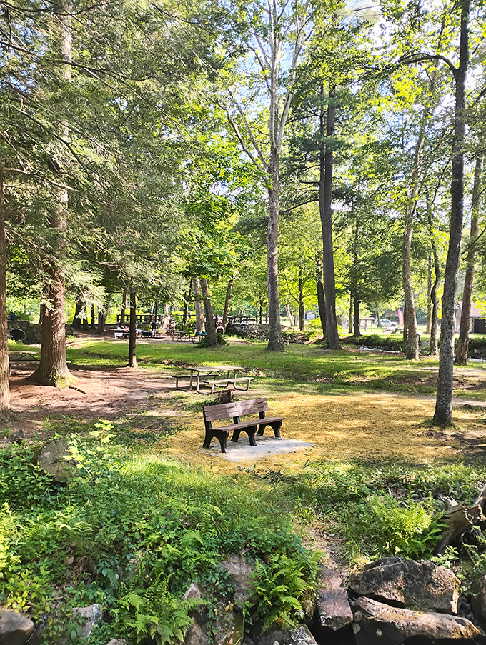 Sunlight dapples through the canopy, creating nature's own spotlight on these inviting benches. The forest practically begs you to sit awhile.