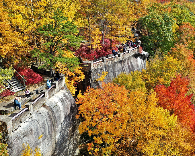 Mother Nature's own cathedral of gold. Driving through these sun-dappled tunnels of autumn foliage feels like passing through portals to simpler times.