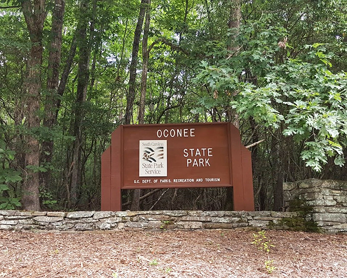 This unassuming entrance sign marks the boundary between everyday stress and woodland serenity. The real welcome committee is the fresh air.