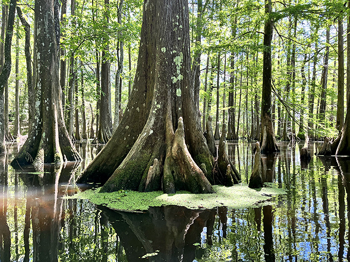 Those cypress knees poking through the water like nature's own sculpture garden prove that Louisiana's swamps are legitimately enchanting, not scary. Photo credit: <a href="https://www.google.com/maps/contrib/107227708786905357480/photos/@14.6217393,120.9761594,15z/data=!4m3!8m2!3m1!1e1?entry=ttu&g_ep=EgoyMDI1MTExMC4wIKXMDSoASAFQAw%3D%3D" target="_blank" rel="noopener noreferrer">Rickie L Jones</a> Those cypress knees poking through the water like nature's own sculpture garden prove that Louisiana's swamps are legitimately enchanting, not scary.