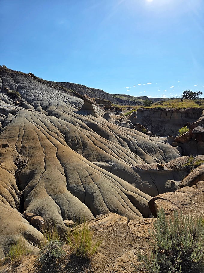 Nature's own wooden footbridge invites you across a sea of golden prairie grass, promising adventure without the crowds.
