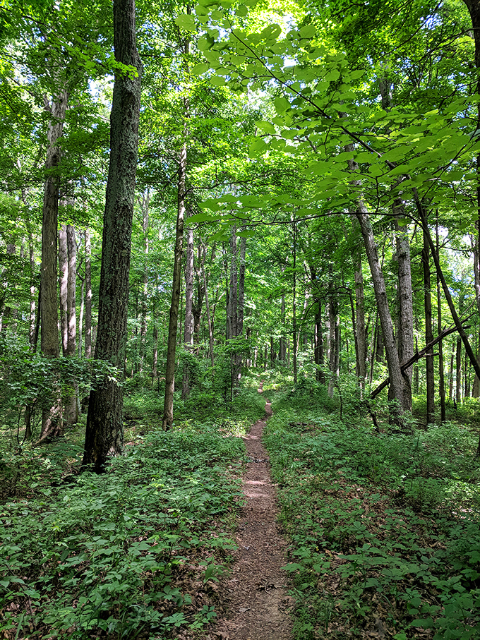 Nature's cathedral awaits as sunlight filters through the dense canopy, creating a dappled pathway that beckons explorers forward.