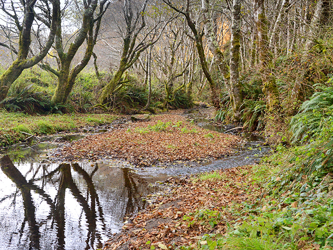 Nature's own mirror trick where bare branches reflect perfectly in still waters along mysterious woodland paths.