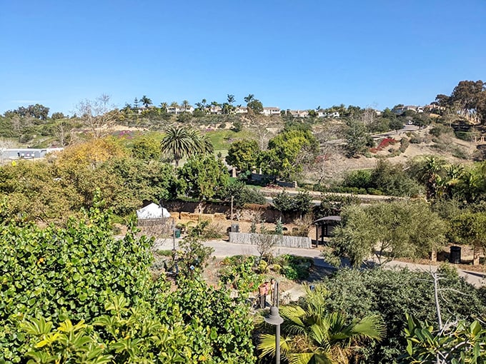 A panoramic view reveals the garden's thoughtful integration with Encinitas' coastal landscape. Urban life feels miles away from this elevated vantage point.