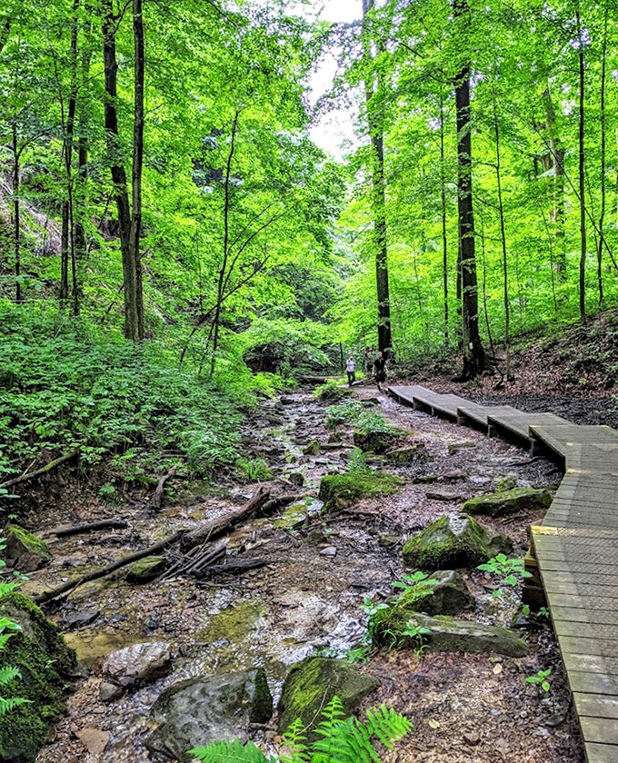 Nature's cathedral: where sunlight filters through emerald canopies and wooden boardwalks invite you to explore without disturbing the delicate ecosystem below.