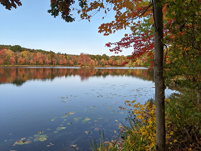 Autumn's paintbrush transforms Lake Nescopeck into a masterpiece that would make Bob Ross whisper, "Now that's a happy little lake."