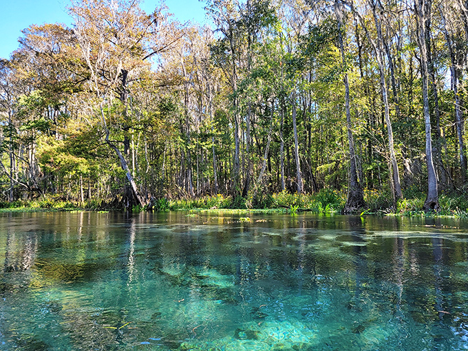 Crystal clarity that makes swimming pools jealous. Ichetucknee's waters are so transparent, you'll wonder if someone forgot to add the water.