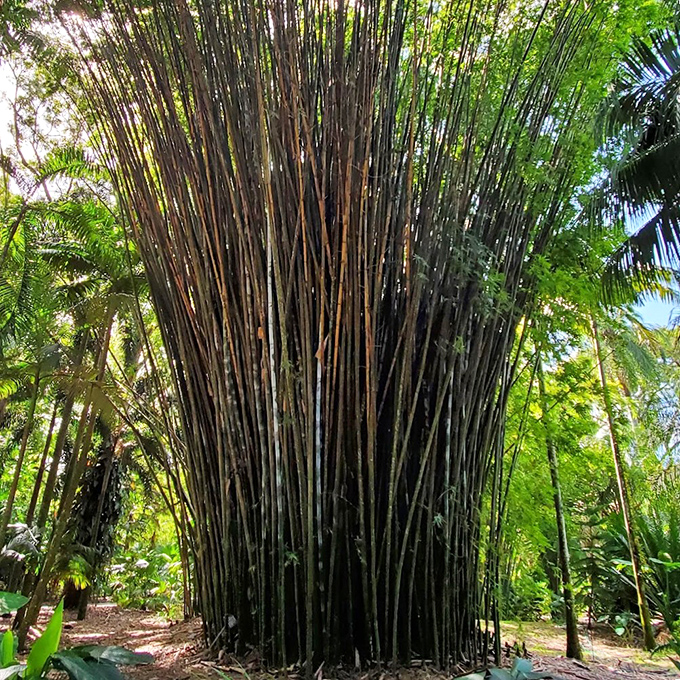 Bamboo reaching skyward like nature's skyscrapers, proving Florida can grow more than just oranges and eccentric headlines.