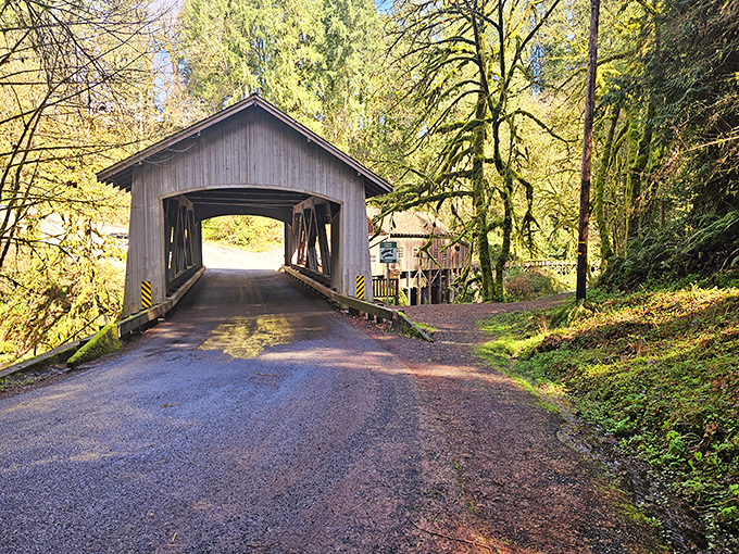 Sunlight creates a perfect spotlight at the end of this wooden tunnel, nature's way of saying "this way to something special."