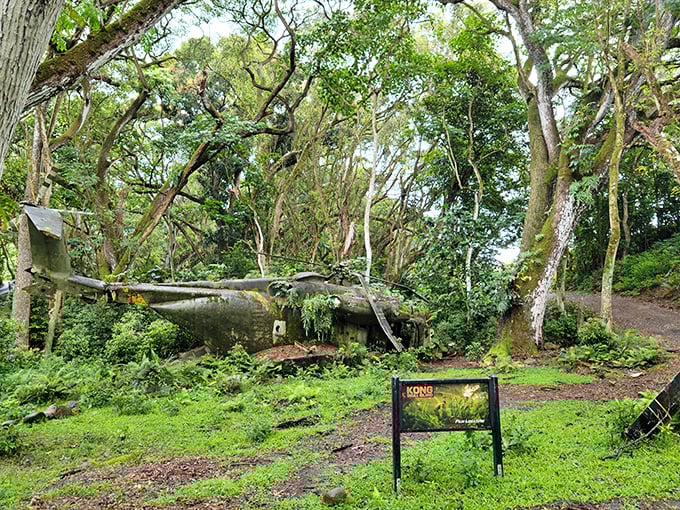 Hollywood's jungle playground! This abandoned Corsair fighter from WWII now stars in its own slow-motion nature documentary as the forest reclaims it.