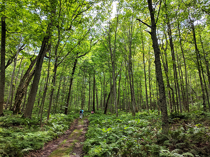 Nature reclaims its dominance here, where hiking trails cut through forests so lush they could double as filming locations for fantasy movies.